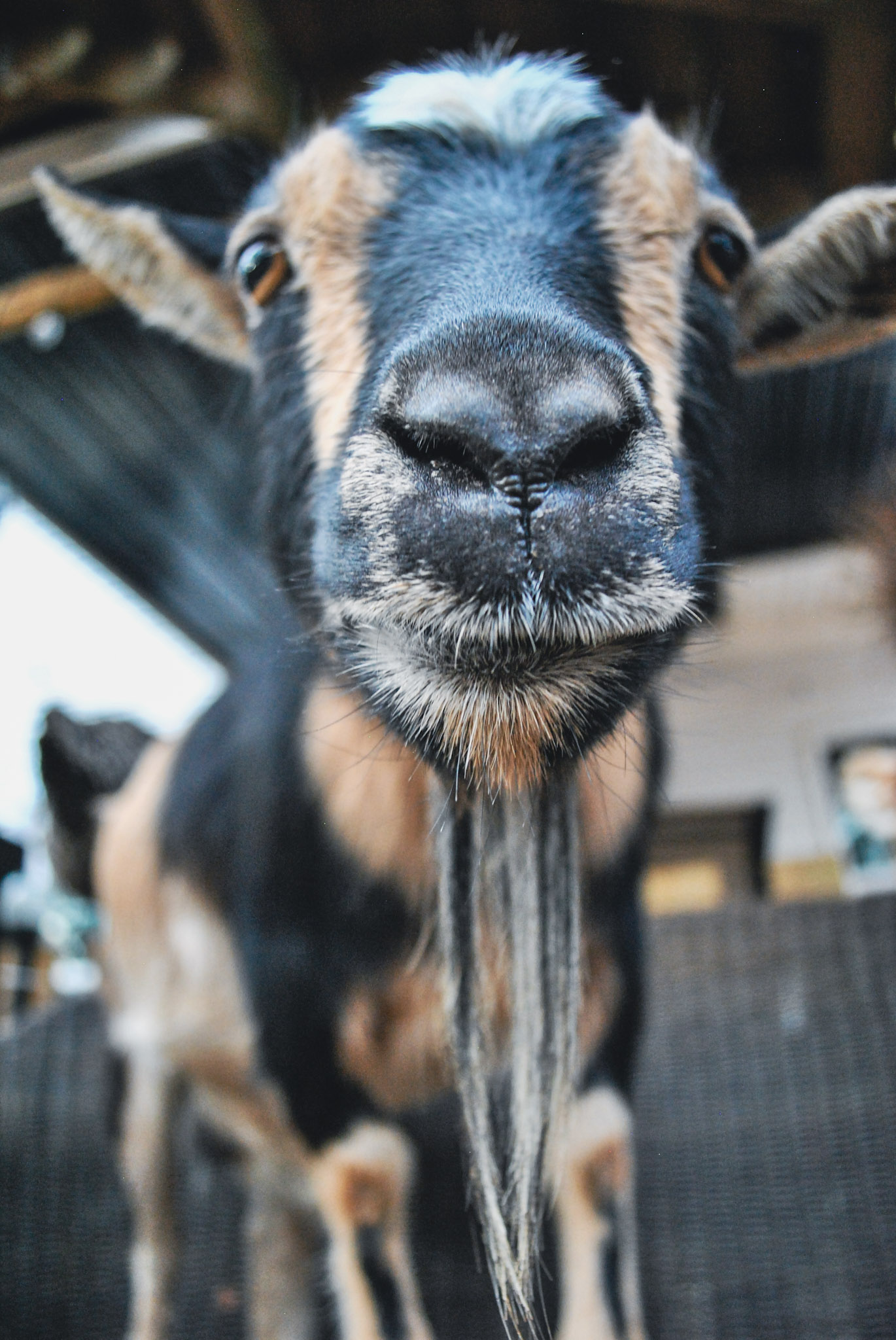 The Crew – Happy Hoofs GA